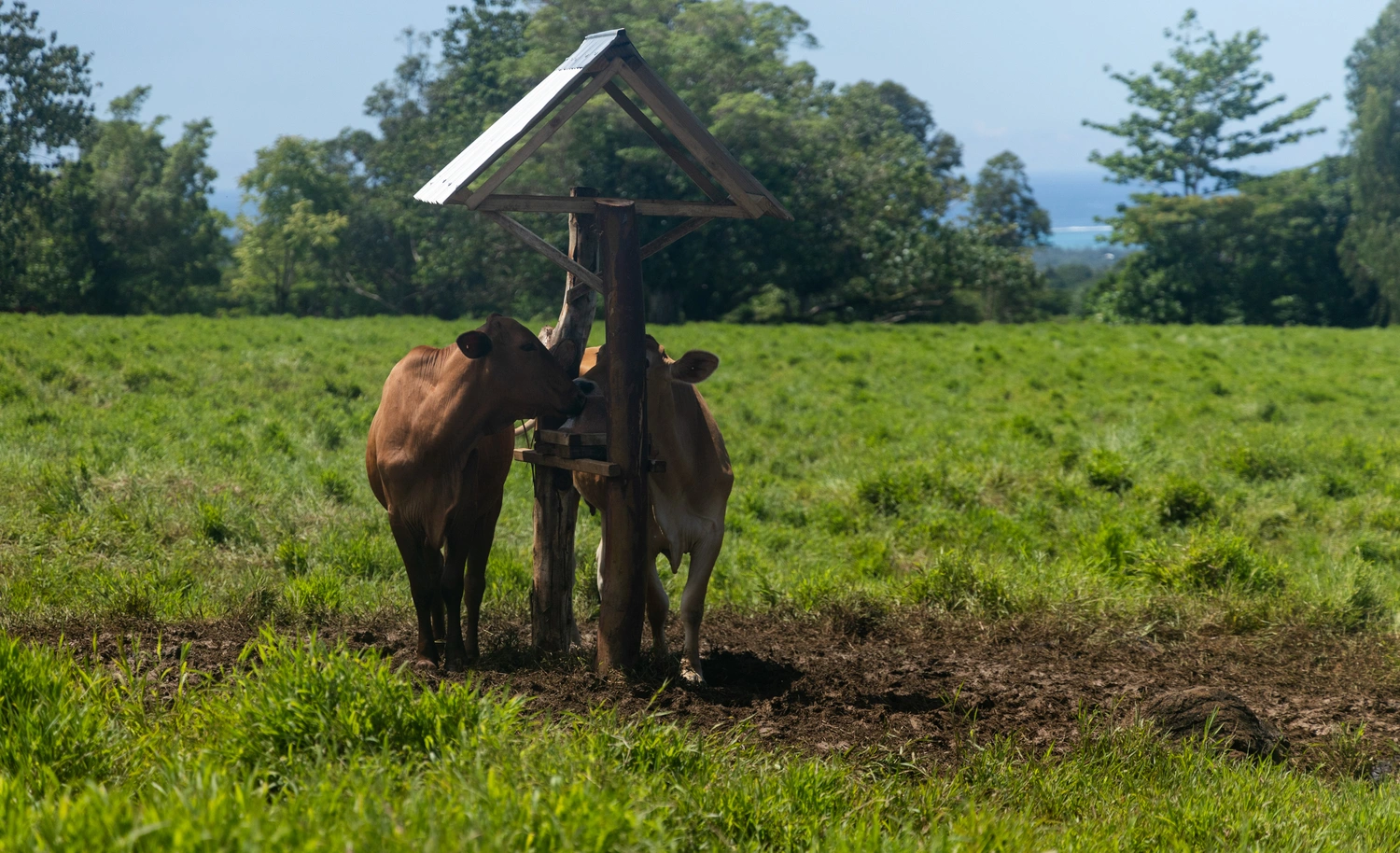 Samoa Observer | No land for Am. Samoa livestock: La'auli