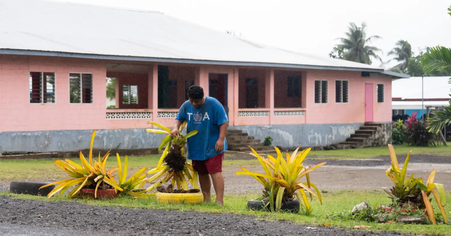 Samoa Observer | Vailele ordered to remove all 'fala' plants