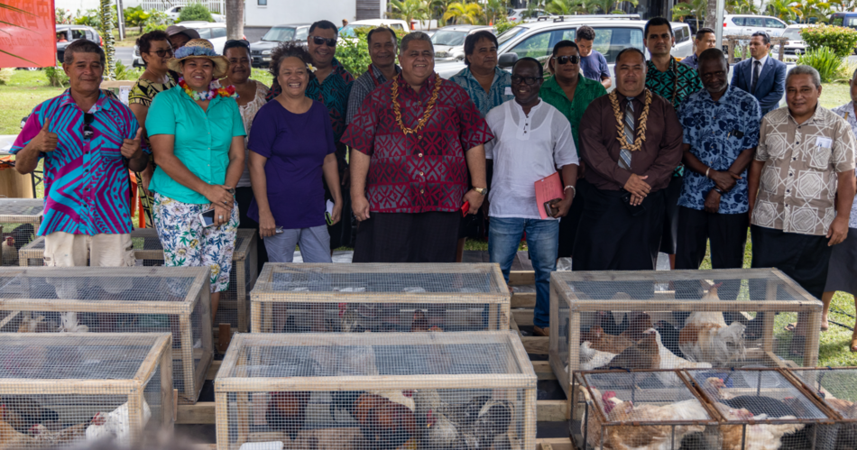 Samoa Observer | Reviving Samoa's poultry industry