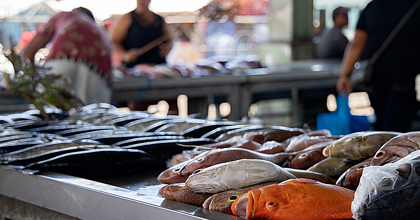 Samoa Observer | Fish exports value hit $7 million mark