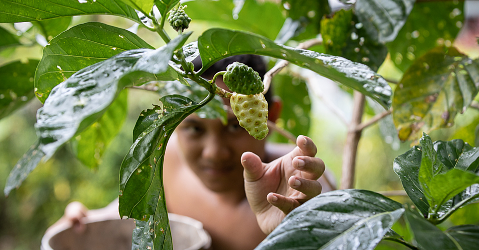 Samoa Observer | Nonu Samoa welcomes $30m Chinese facility, calls on