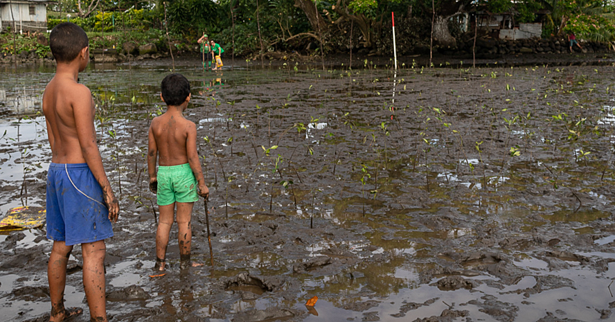 Samoa Observer | Vaiusu villagers plant 3,000 mangrove seedlings