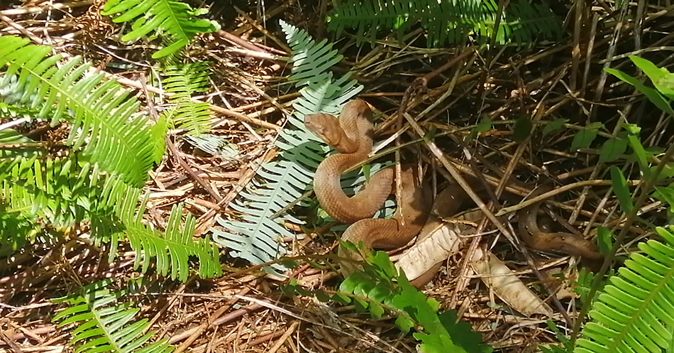 Samoa Observer | Three foot Pacific boa snake spotted at Manase