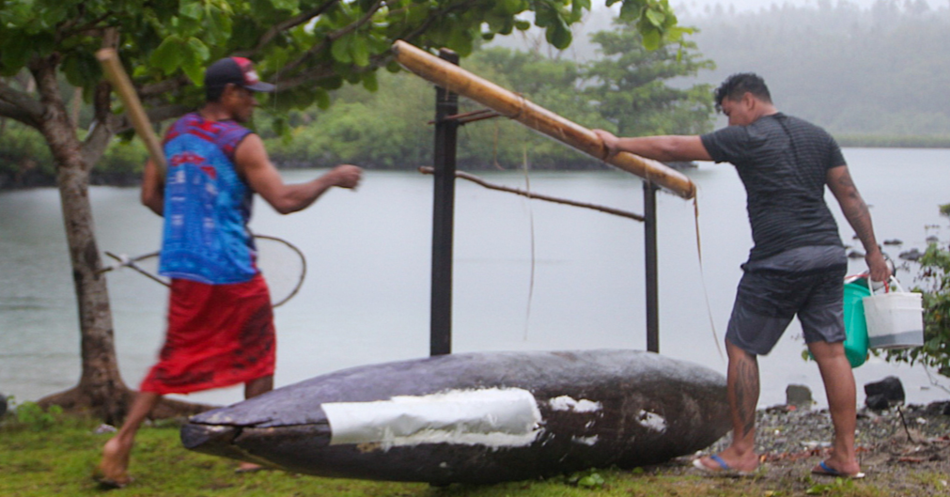 Samoa Observer | Palolo hunt in Savai'i underway