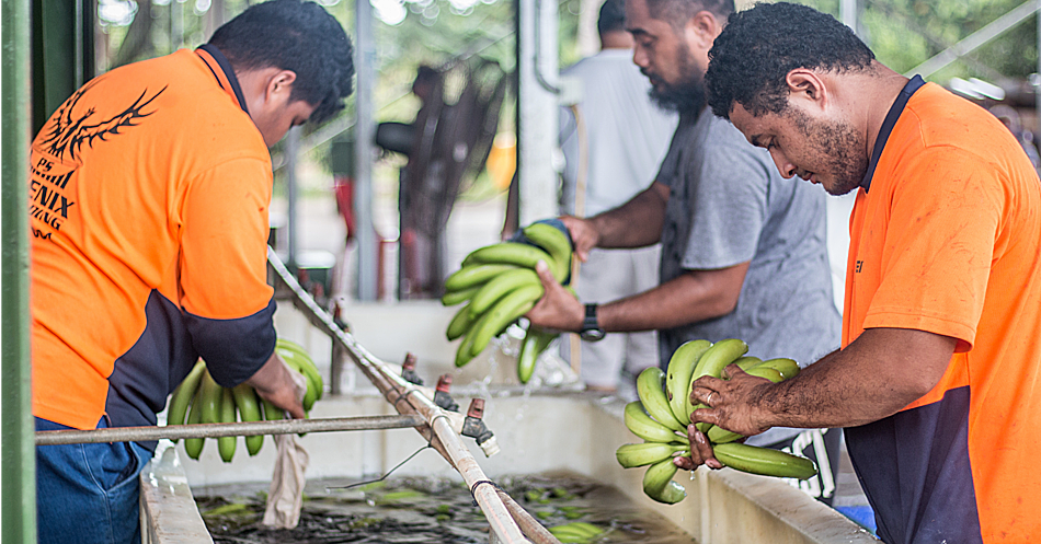 Samoa Observer | High cost of freight a barrier to export