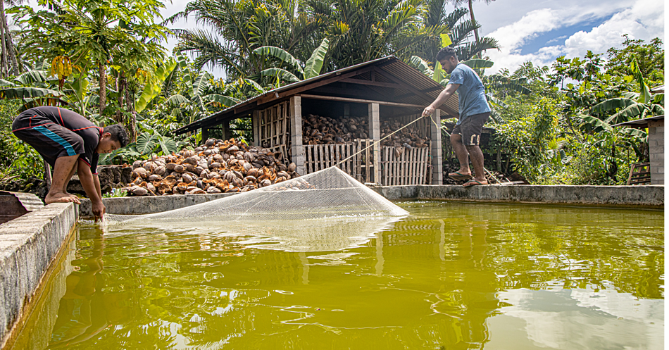 Samoa Observer | Fish business entangled by pandemic