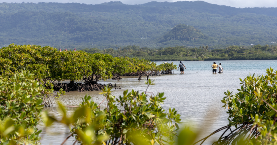 Samoa Observer | Mangrove concern for new road