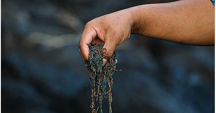 Samoa Observer | First palolo rising forecast for this weekend
