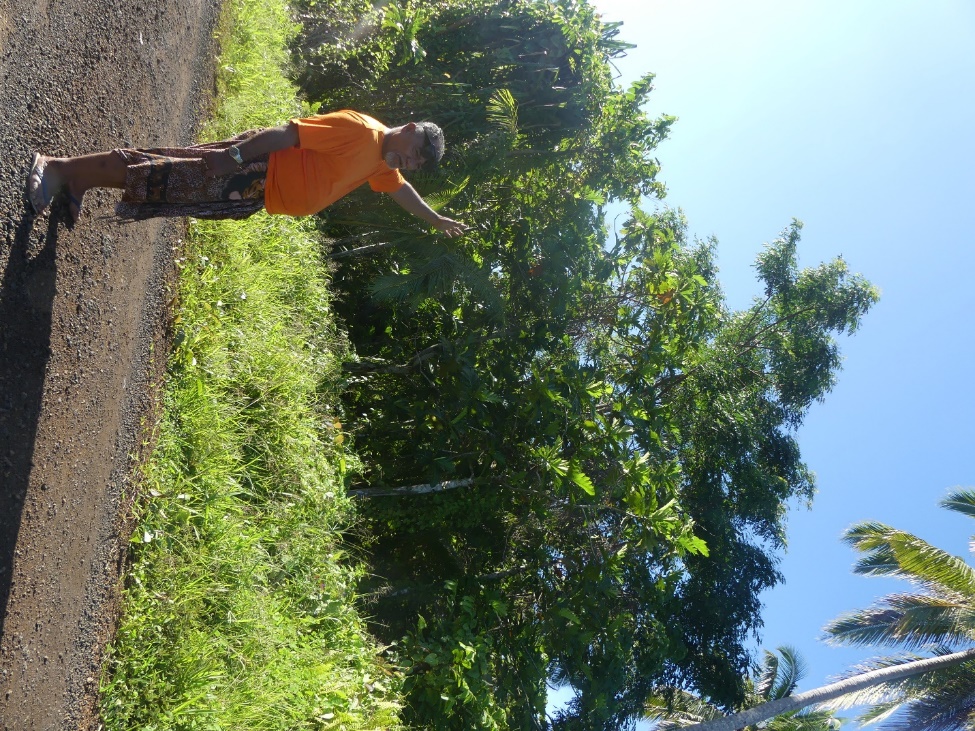 Samoa Observer | Savai'i villagers sight rare national bird