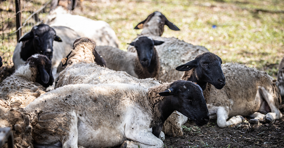 Samoa Observer | Samoa develops new sheep breed