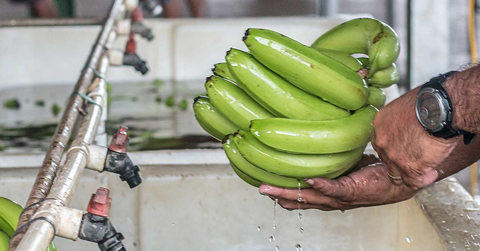Samoa Observer | Wild winds decimate banana plantations