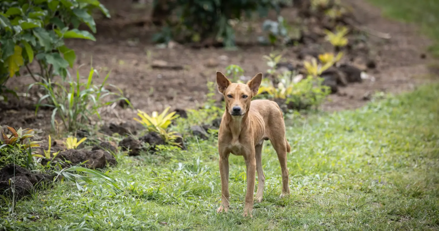 Samoa Observer | Dog poisoning prompts alert