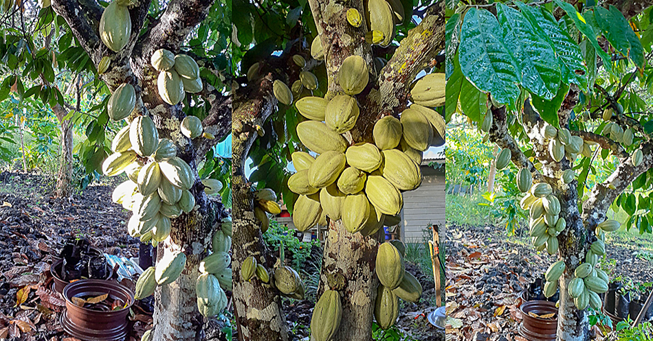 Samoa Observer | New Cocoa Initiative seeks premium markets