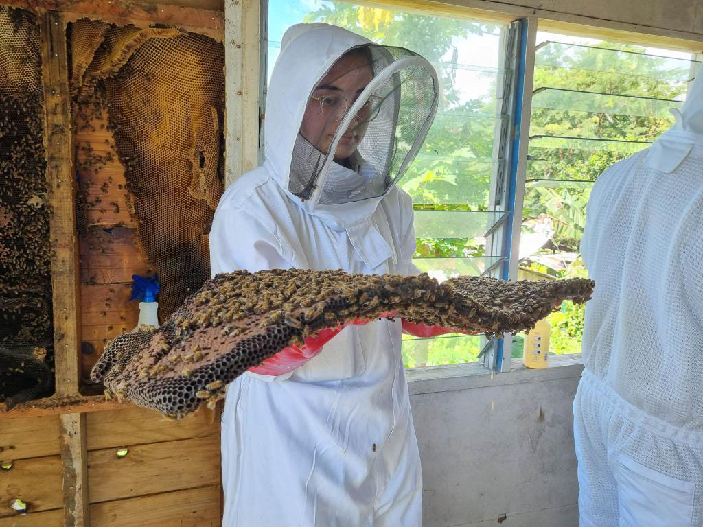 Samoa Observer | Bees give Luna the perfect side hustle