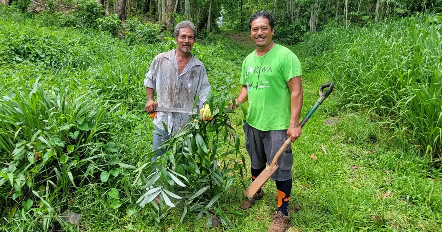 Samoa Observer | Call to help eradicate invasive palm