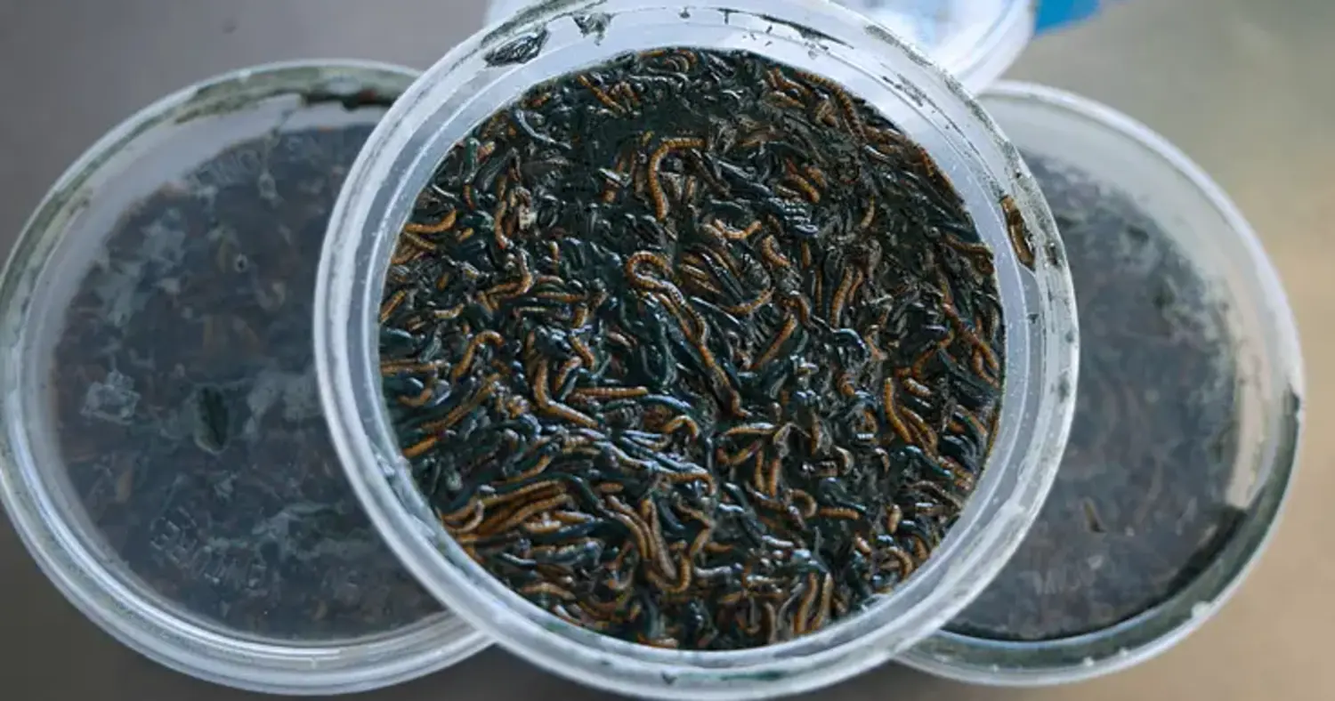 Samoa Observer | Between the Lines