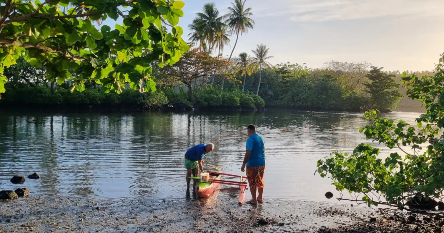 Samoa Observer | Few palolo sighted but harvesters optimistic