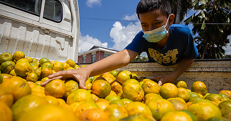 Samoa Observer | Cash bonanza for Savai'i's orange farmers