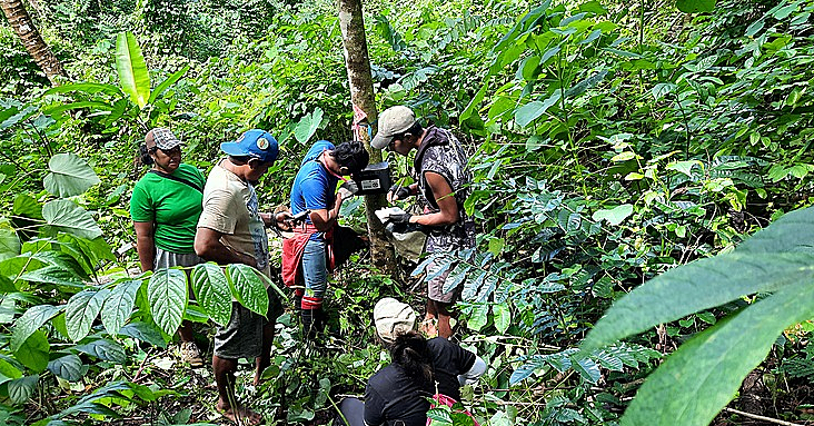 Samoa Observer | Villagers trained to protect local birds from rats