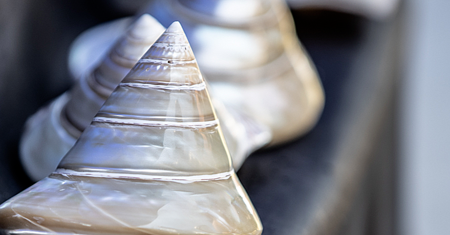 Samoa Observer | Untapped shell market could double export value