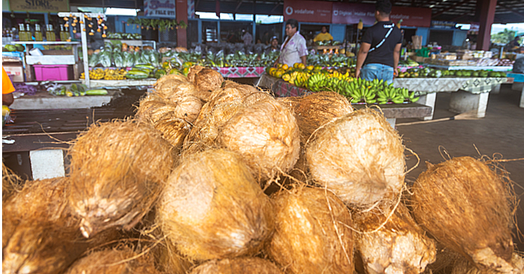 Samoa Observer | Government to revive coconut gene bank