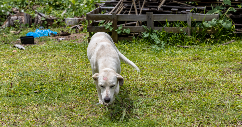 Samoa Observer | Desex your dogs: Vet