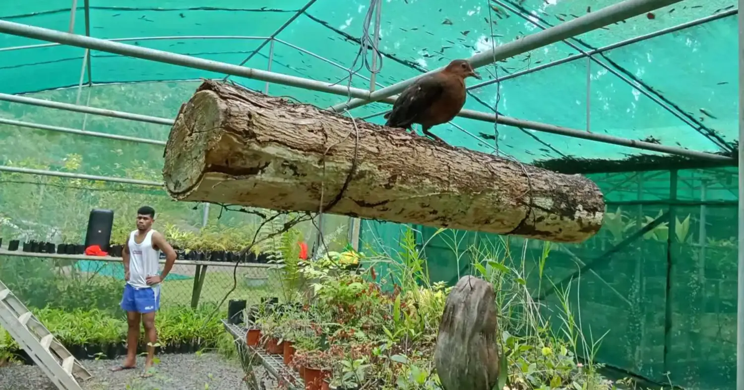 Samoa Observer | Maxine released back into the wild