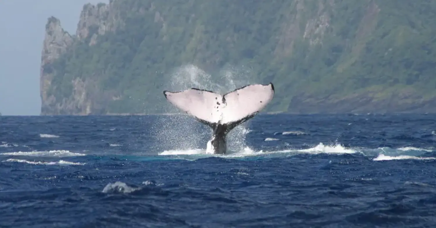 Samoa Observer | Between the Lines