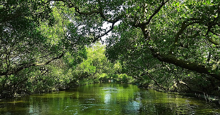 Samoa Observer | Enabling our forests to help us overcome multiple