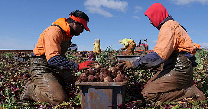 Samoa Observer | The seasonal work saga: accountability critical
