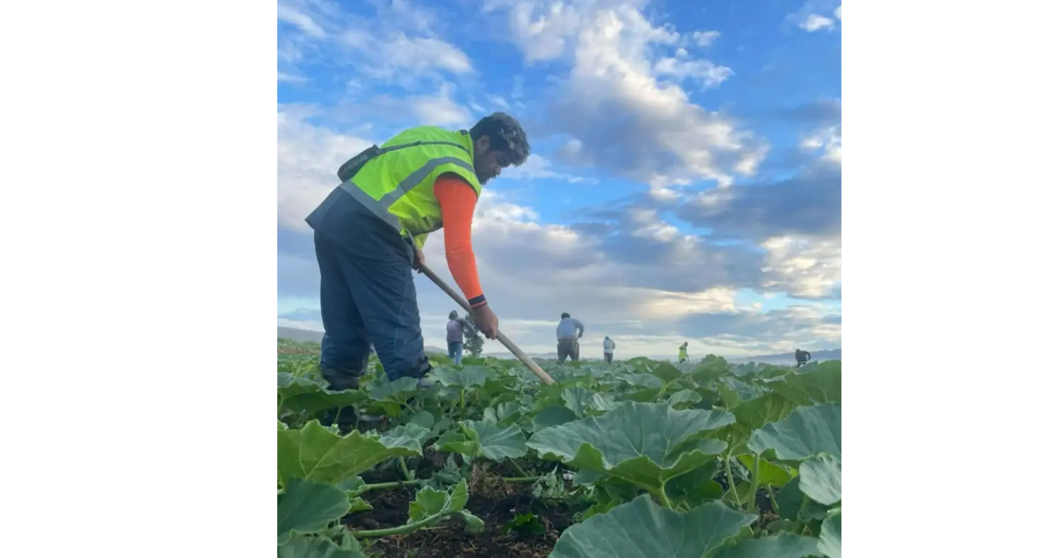 Samoa Observer | Seasonal work inspires livestock farming