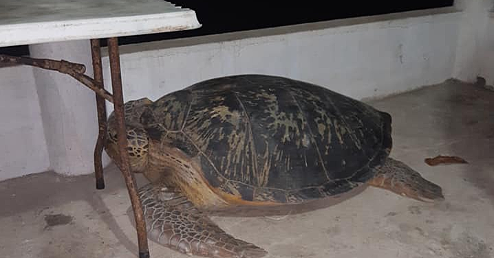 Samoa Observer | Huge turtle's surprise visit to Moegaamanaia Beach