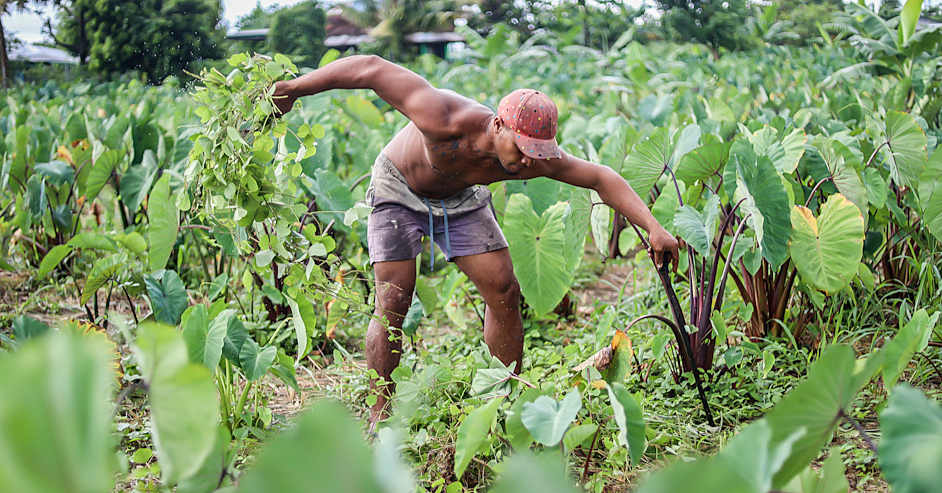 Samoa Observer | Project to uplift farming, fishing productivity