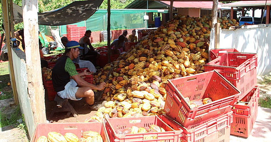 Samoa Observer | New Samoan chocolate boosts cocoa demand