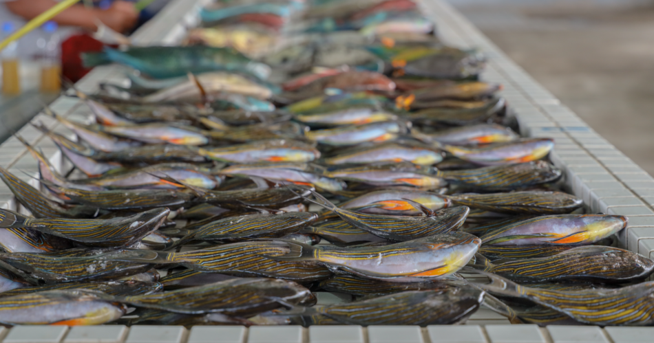 Samoa Observer | The cost of crime and corruption on Pacific fisheries