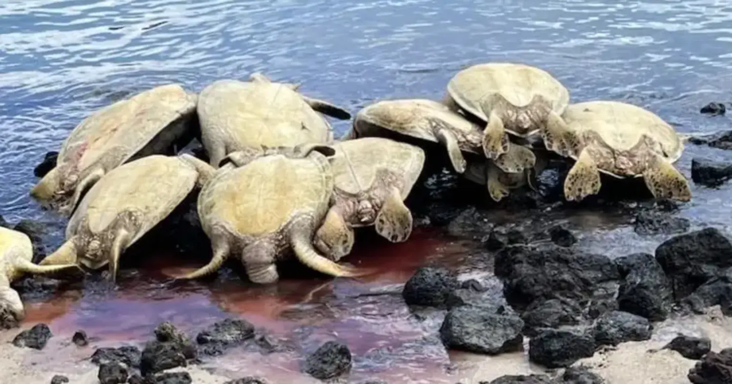 Samoa Observer | Turtle slaughter probe underway