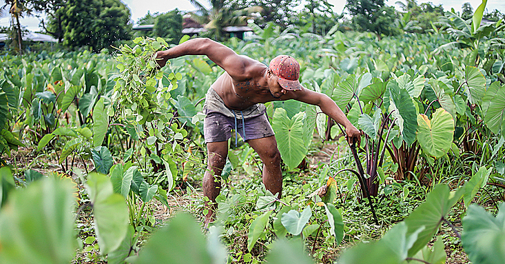 Samoa Observer | The plight of farmers in Samoa