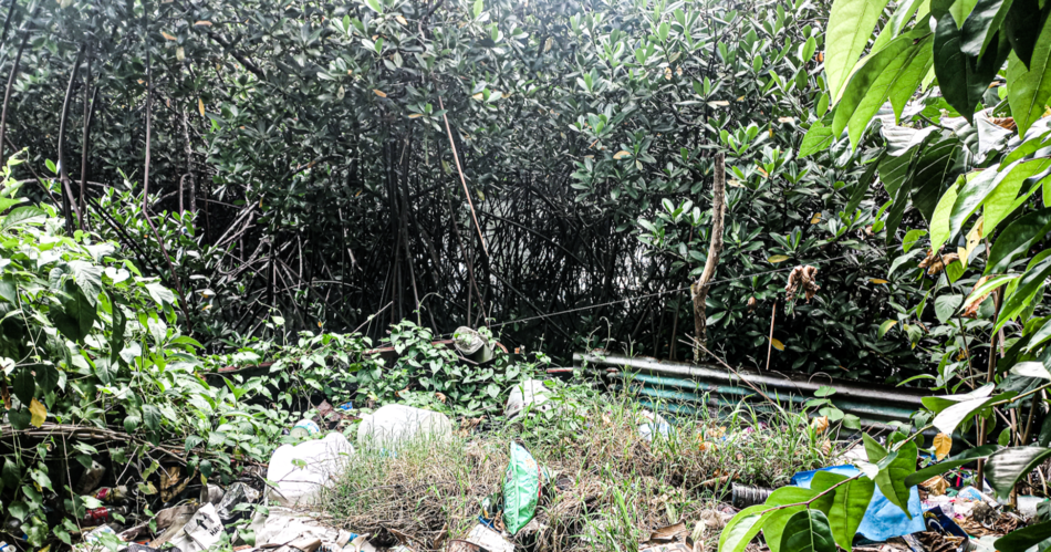 Samoa Observer | Saleimoa mangrove rubbish concern