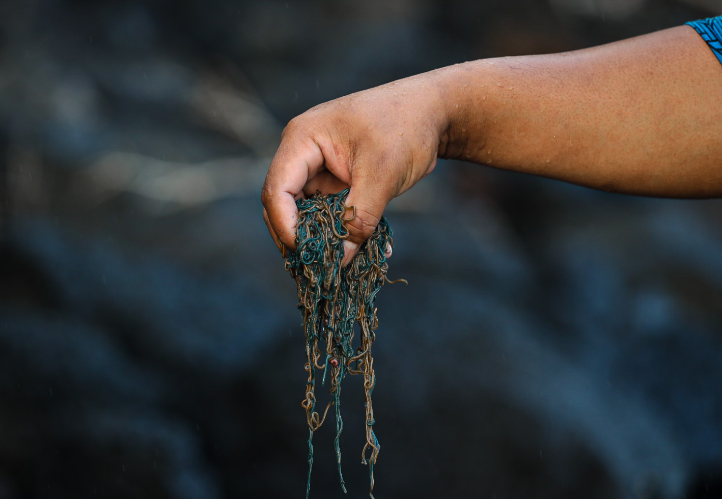 Samoa Observer | First palolo rising forecast for this weekend