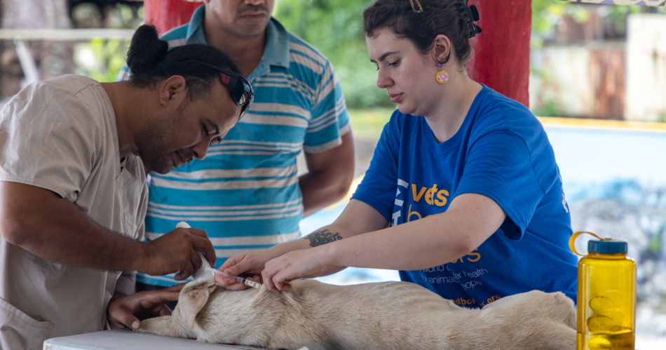 Samoa Observer | Aussie vets help to control dog population
