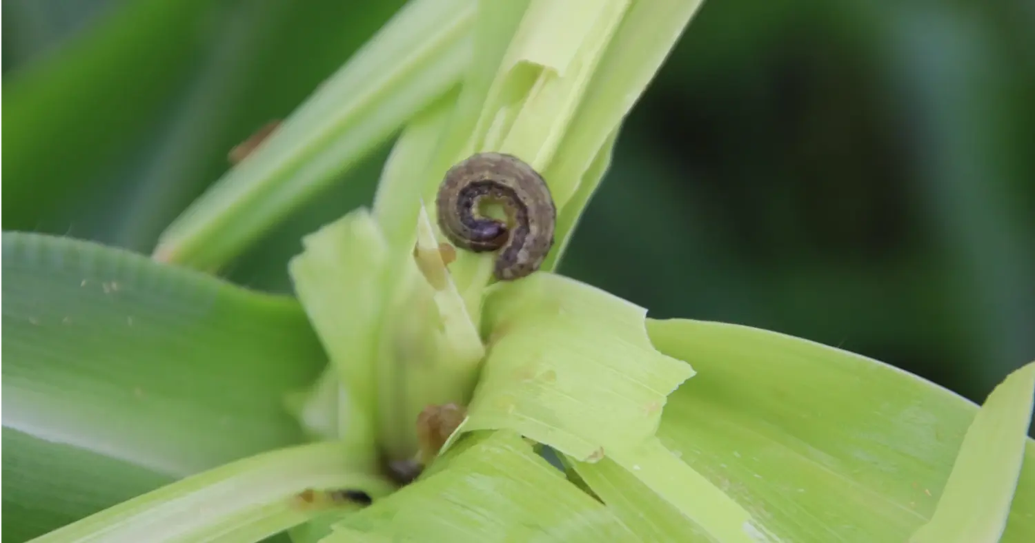 Samoa Observer | Invasive pest puts biosecurity on alert