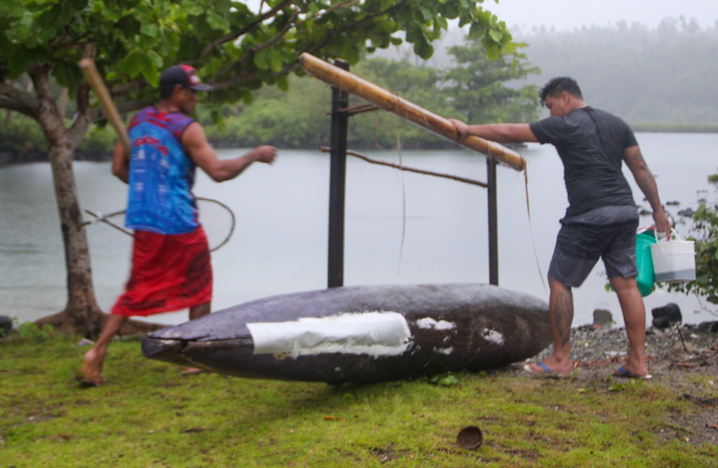 Samoa Observer | Palolo hunt in Savai'i underway