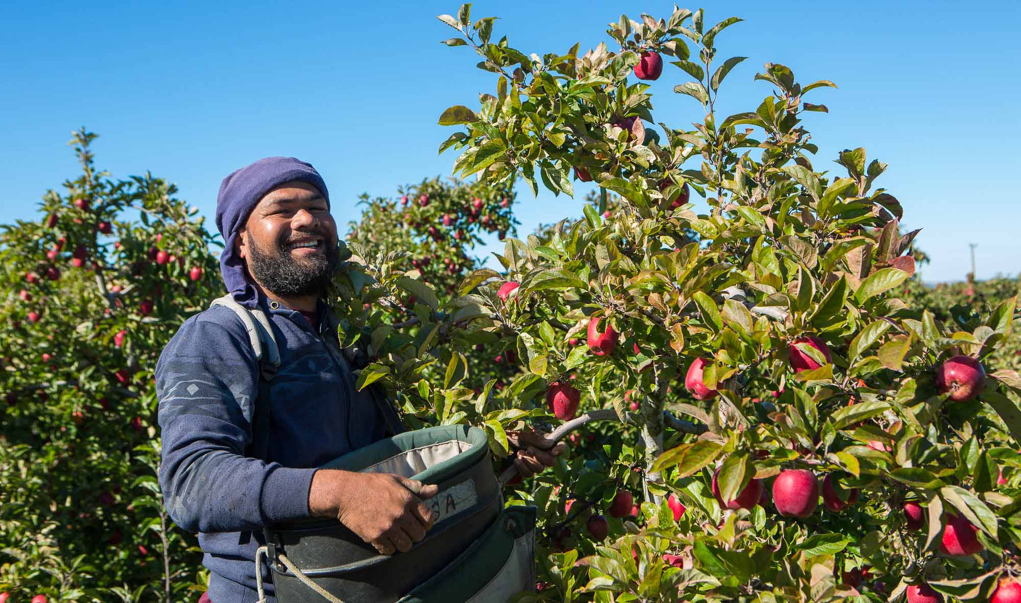 Samoa Observer | Kiwi employer impressed with Samoan workers