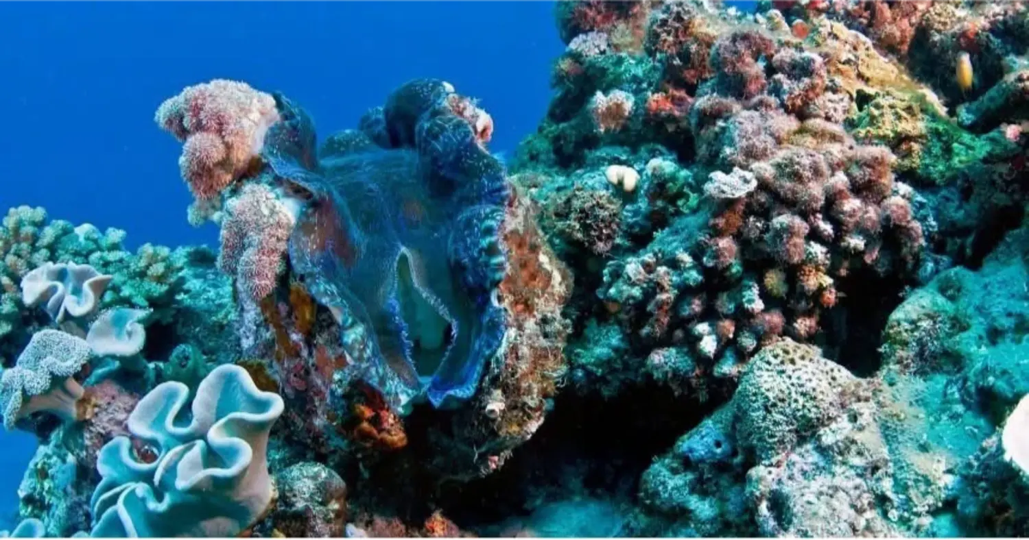 Samoa Observer | Coral conservation a success at Return to Paradise