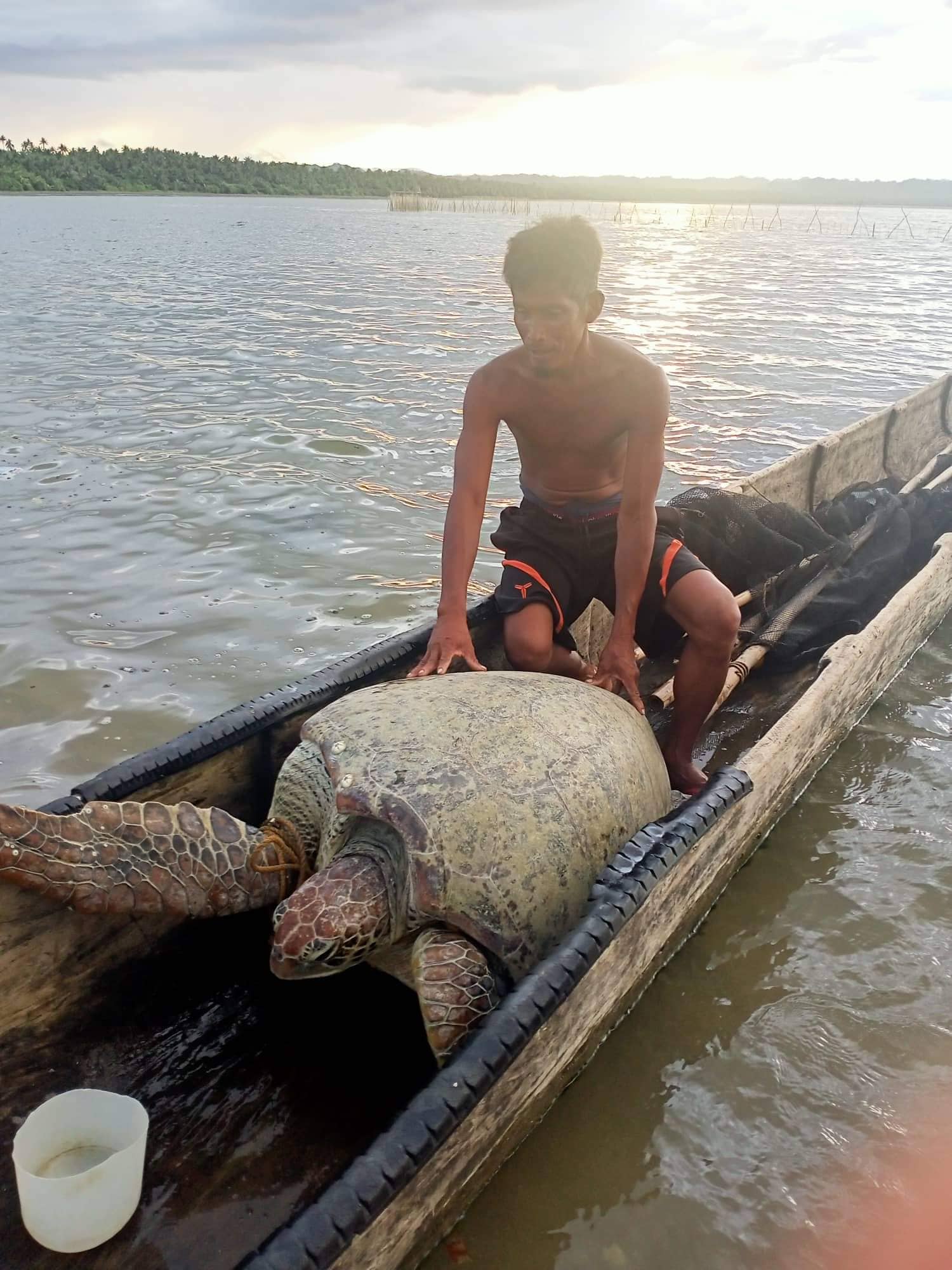 Samoa Observer | Excitement over SPREP tagged turtle discovery