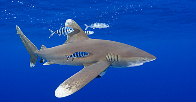 Samoa Observer | Shark, turtle protection key to marine conservation