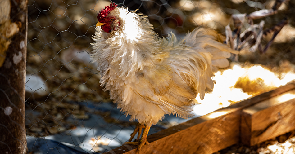 Samoa Observer | What ancient chickens and rats can tell us about the