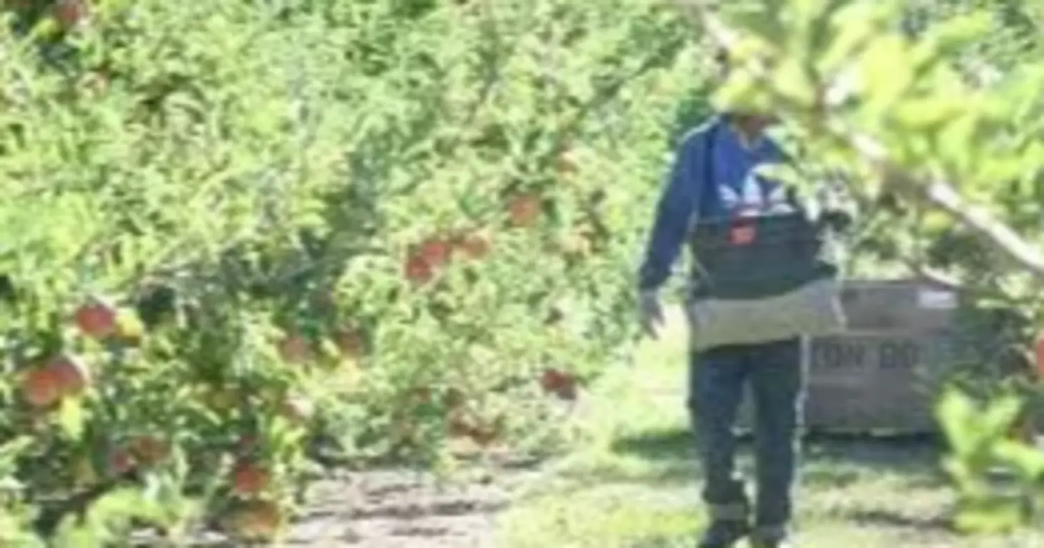 Samoa Observer | Wrong Samoan man may have been charged