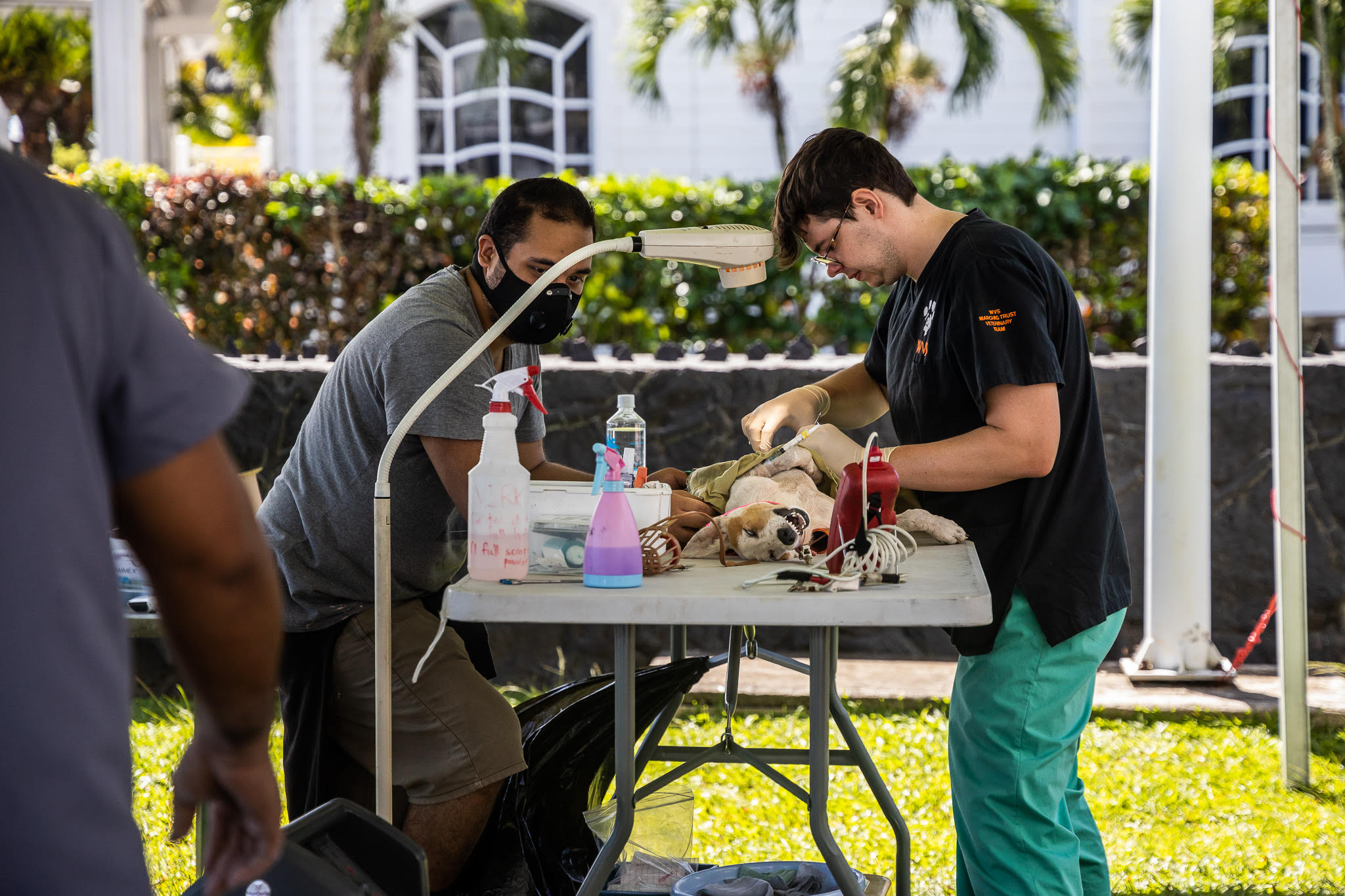 Samoa Observer | 20 dogs killed per month by paraquat: vet