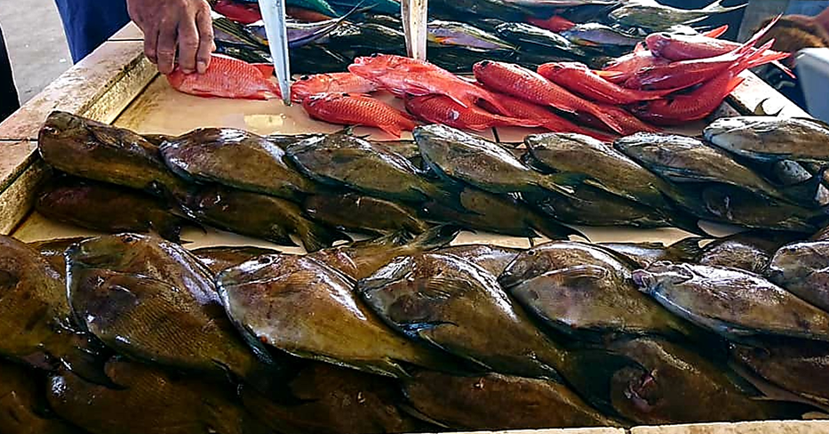 Samoa Observer | Ministry moves to stop undersized fish catching